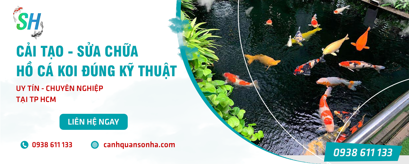 Cải tạo - sửa chữa hồ cá Koi đúng kỹ thuật tại tp HCM